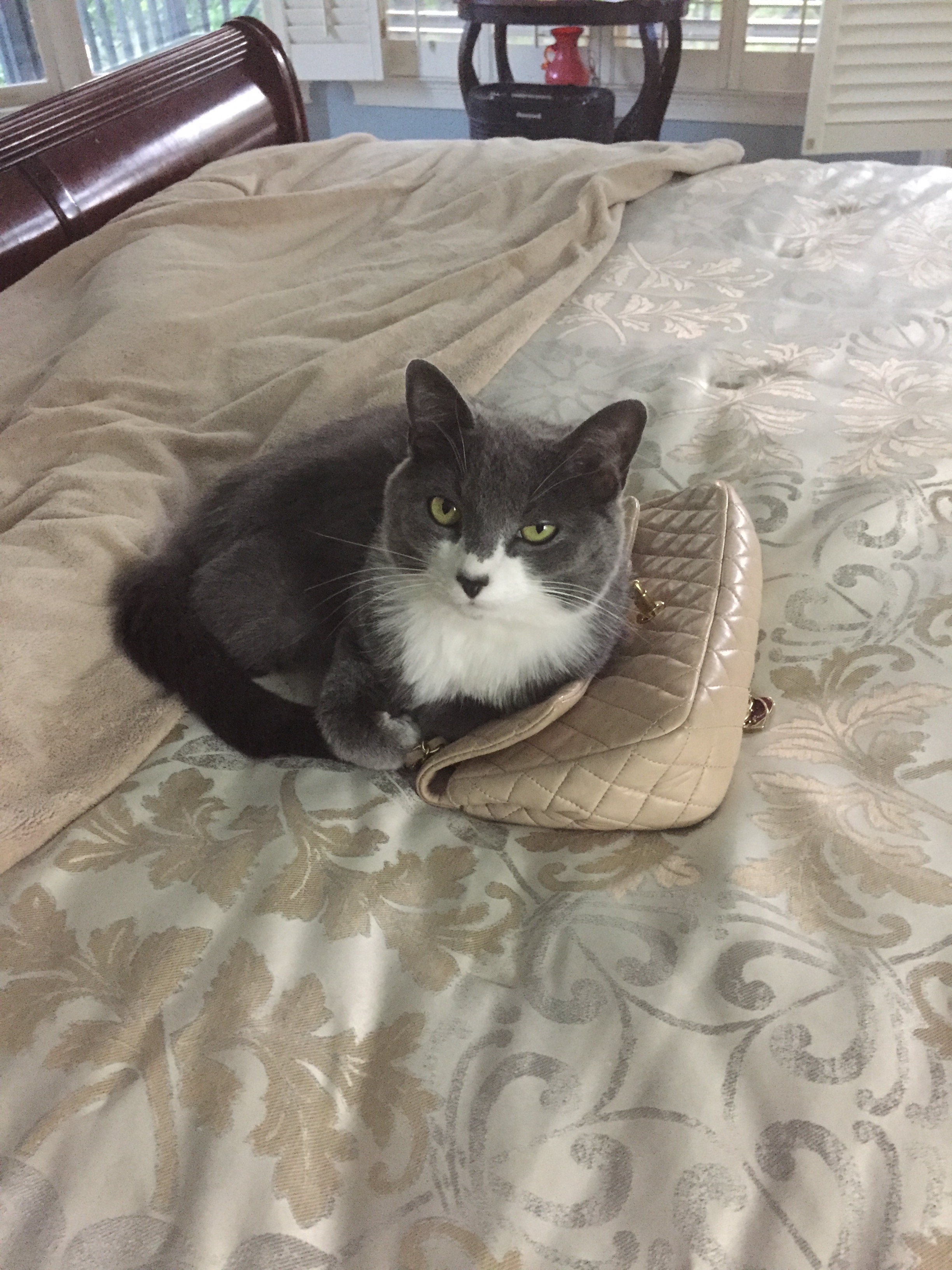 A Tribute to Our Cat, Chanel – Dr. Suzanne Minarcine